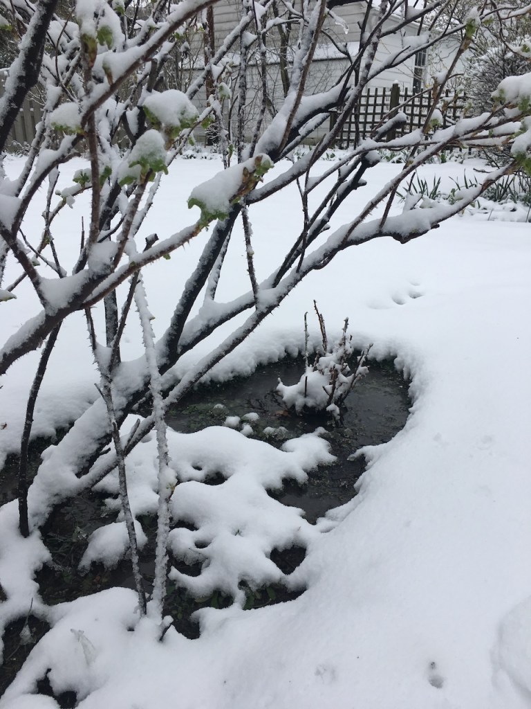 The Eclipse Experience – Triton Station